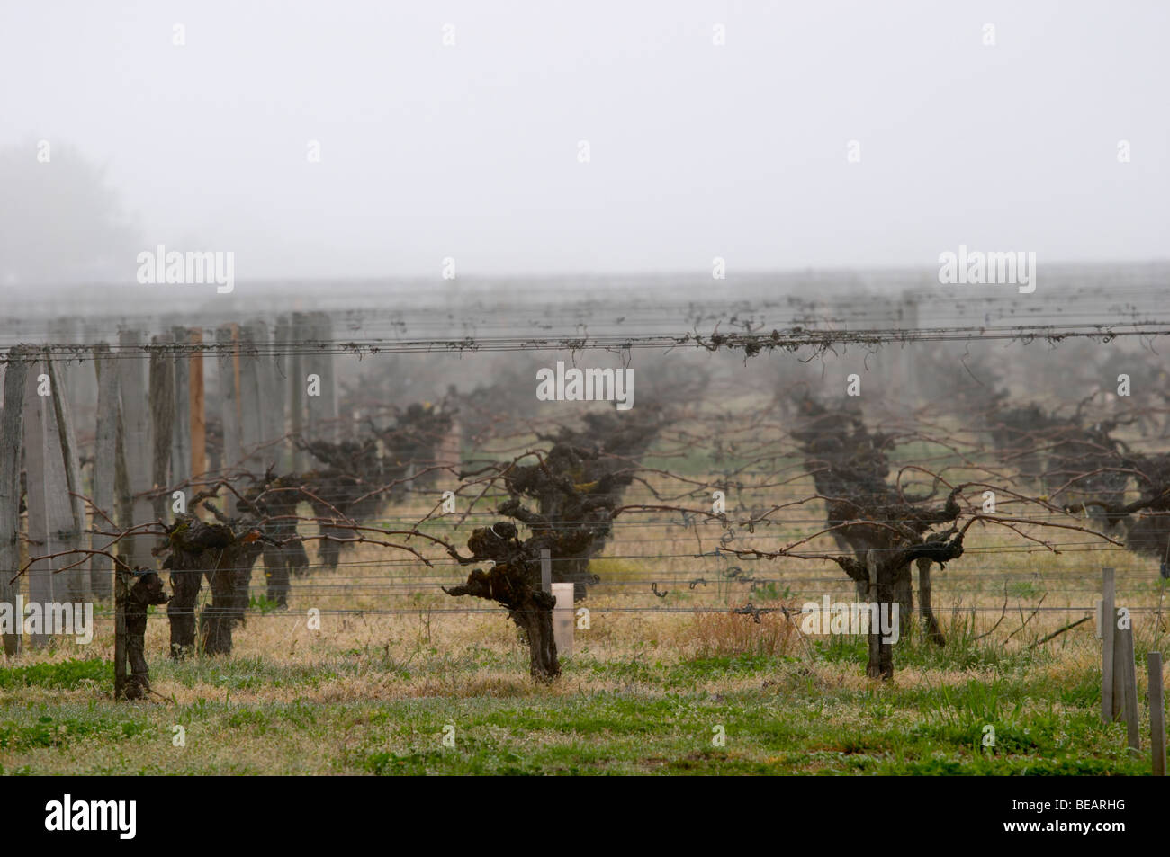 Guyot training hi-res stock photography and images - Alamy