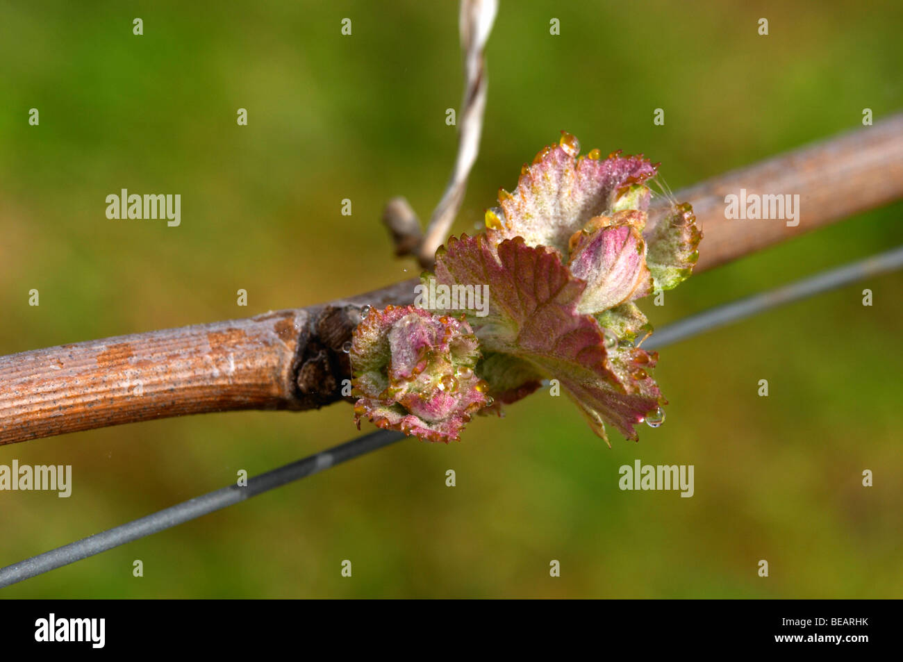 bud burst on the vine and counter-bud contre-bourgeon ch gd barrail ...