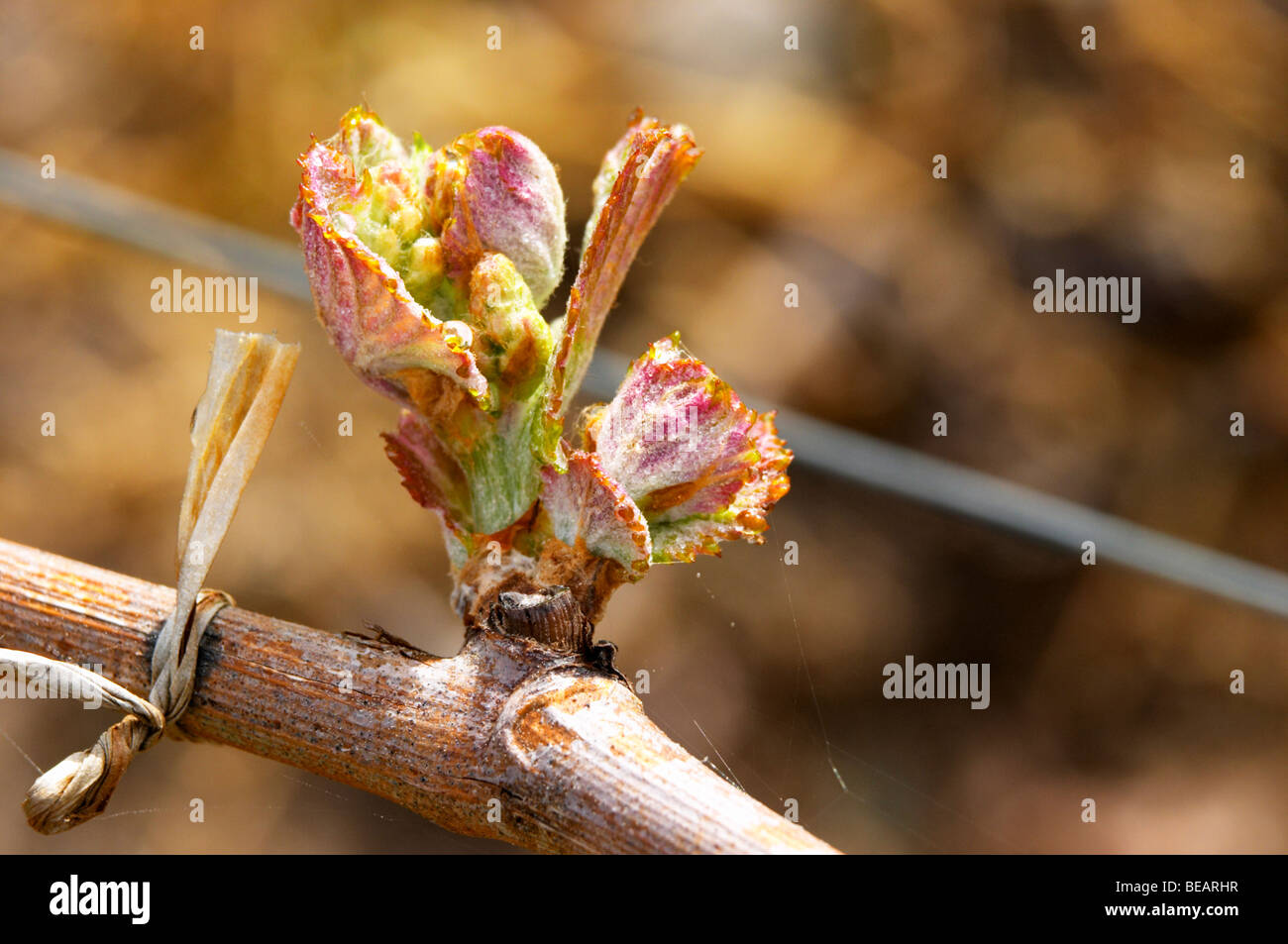 bud burst on the vine and counter-bud contre-bourgeon ch gd barrail ...
