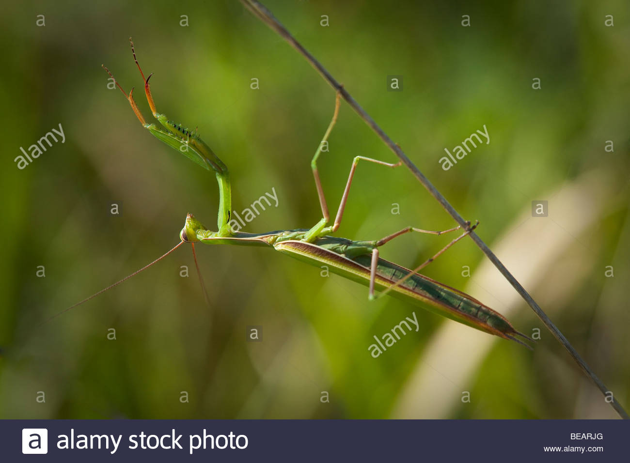 Grass Mantis High Resolution Stock Photography and Images - Alamy