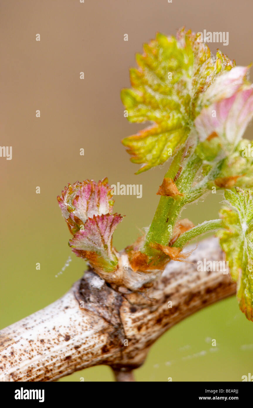 bud burst on the vine and counter-bud contre-bourgeon ch gd barrail ...