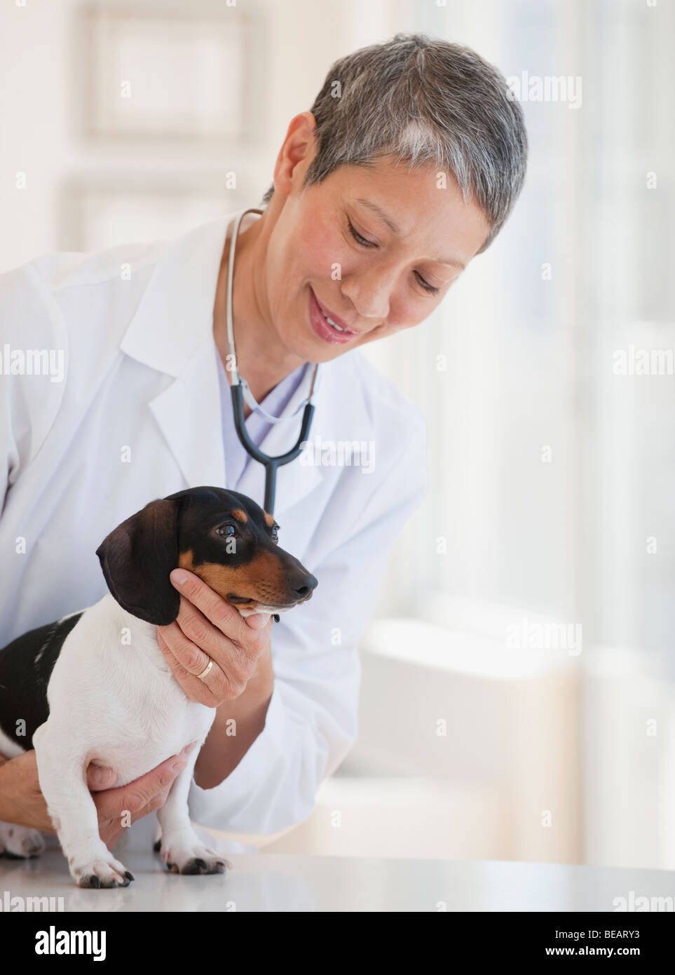 Chinese veterinarian examining dachshund Stock Photo - Alamy