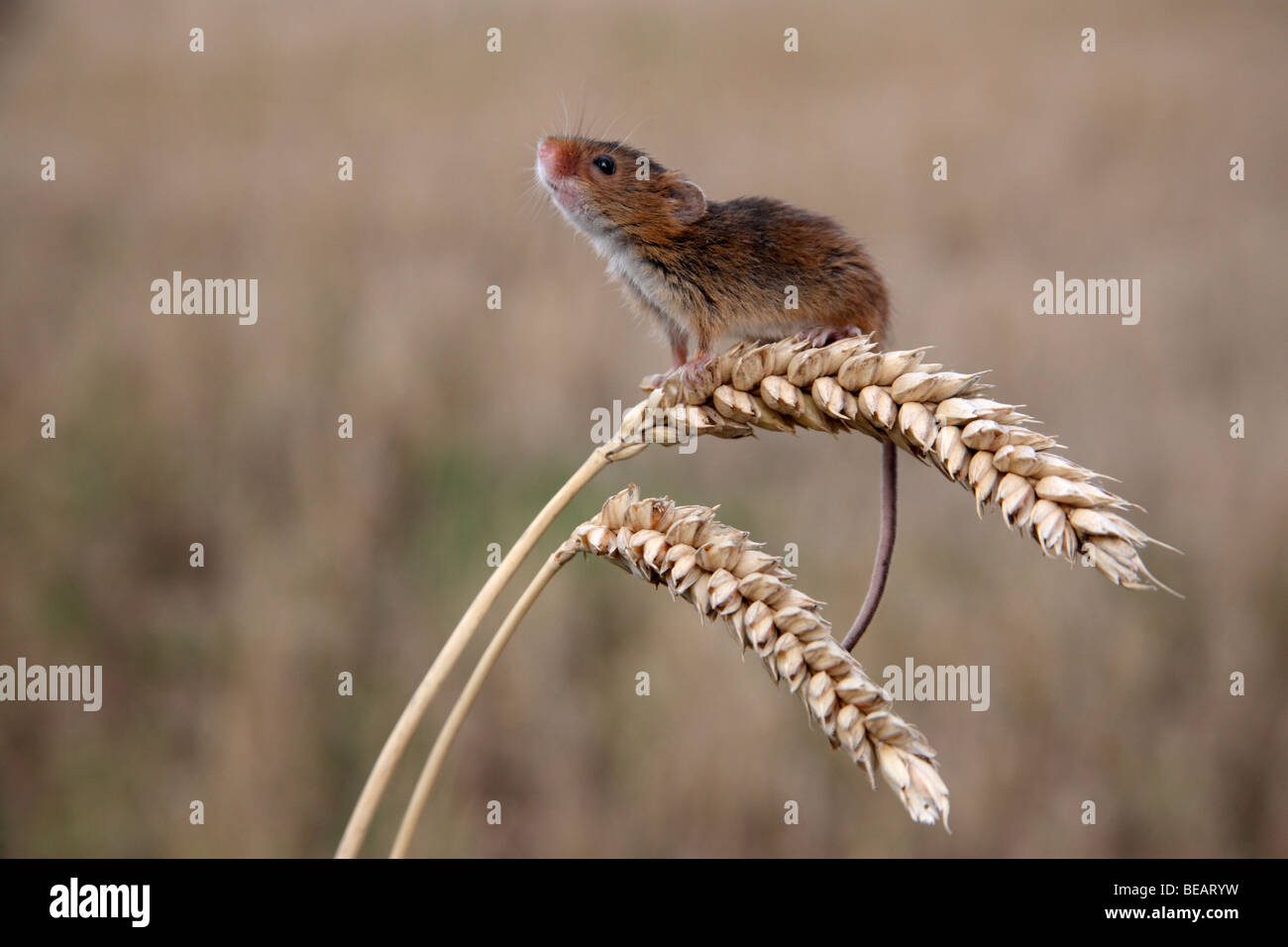 Harvest mouse hi-res stock photography and images - Alamy