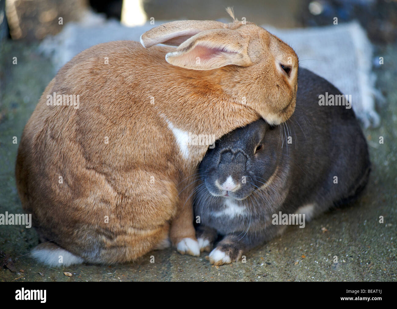 2 rabbits in a virtual embrace Stock Photo - Alamy