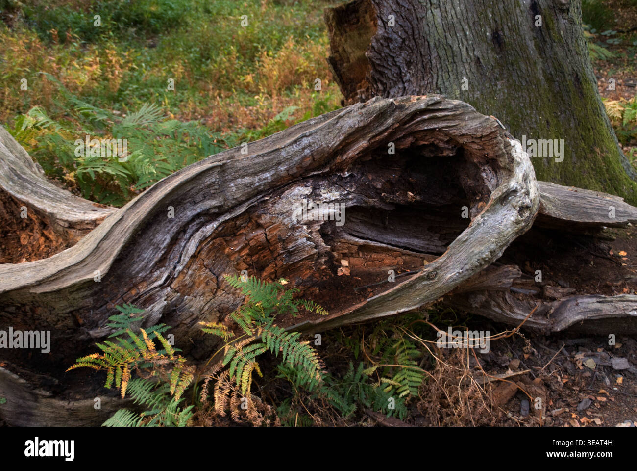 Dead tree decay hi-res stock photography and images - Alamy