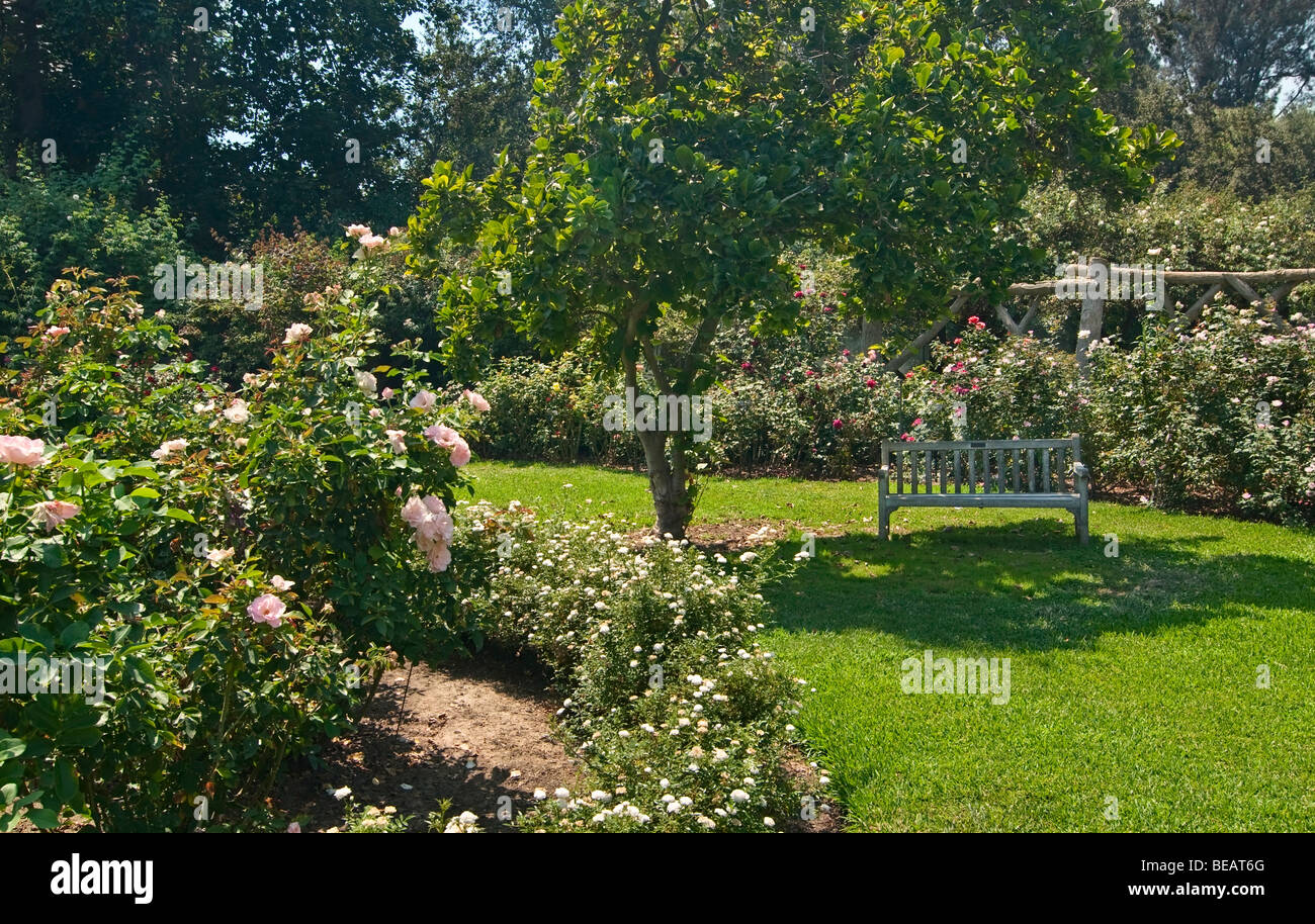 Beautiful Rose Garden at the Huntington Library and Botanical Gardens ...