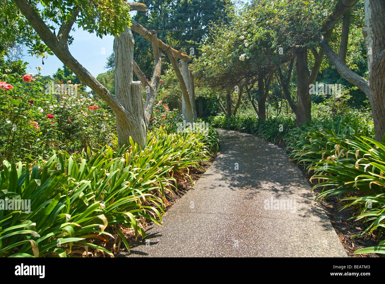 Lush garden hi-res stock photography and images - Alamy