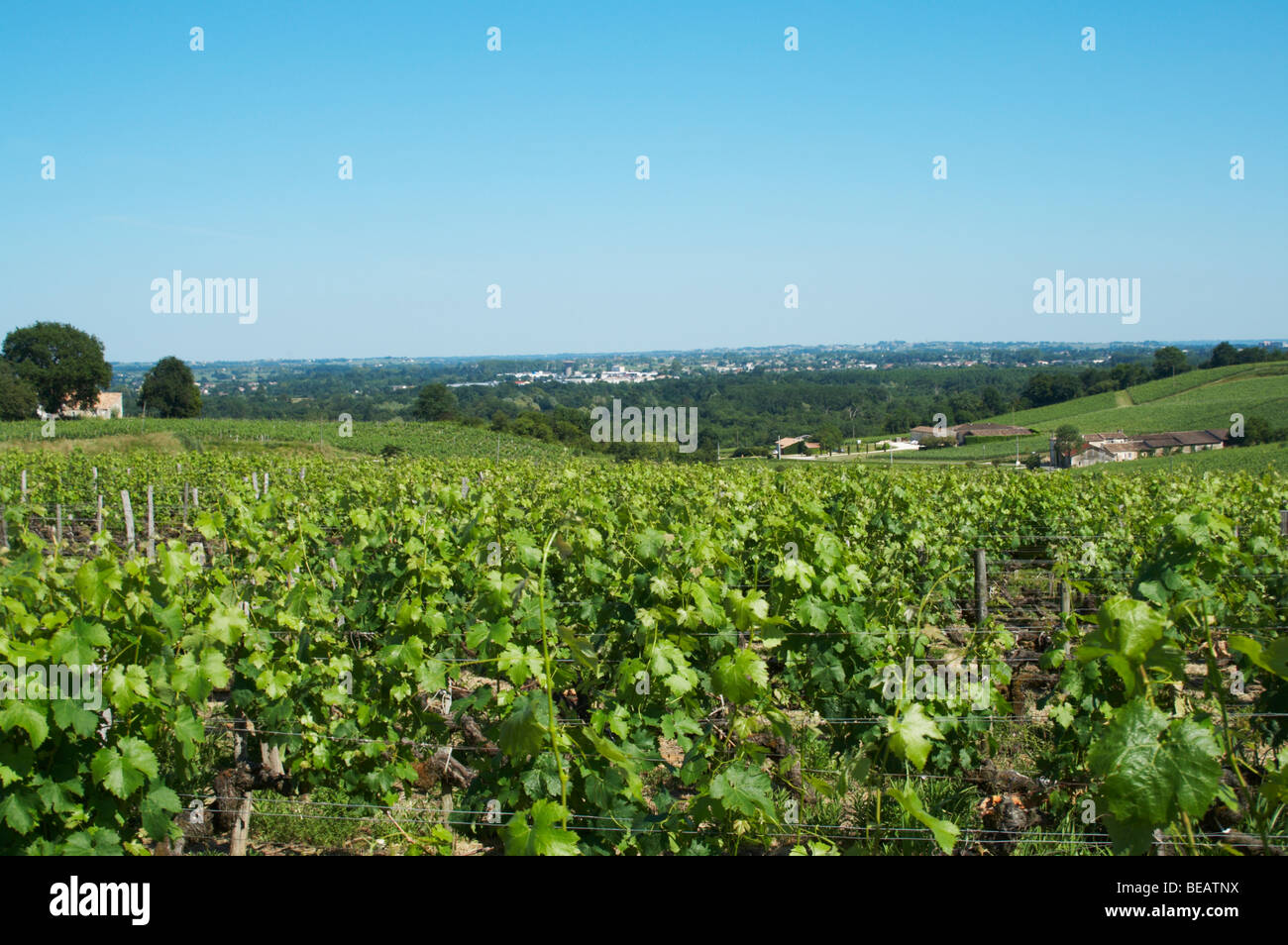 vineyard chateau villars fronsac bordeaux france Stock Photo - Alamy