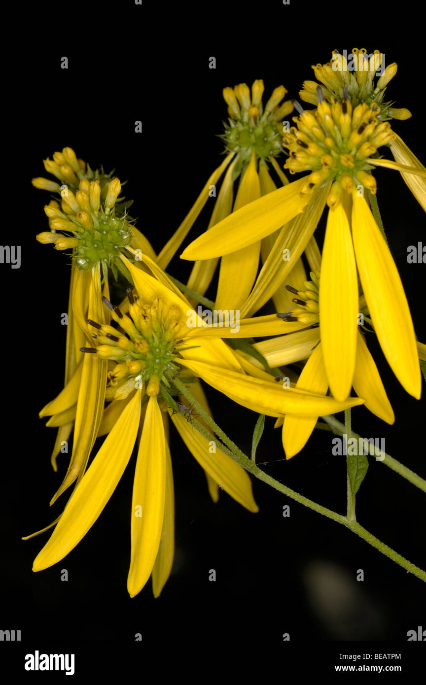 Wingstem hi-res stock photography and images - Alamy