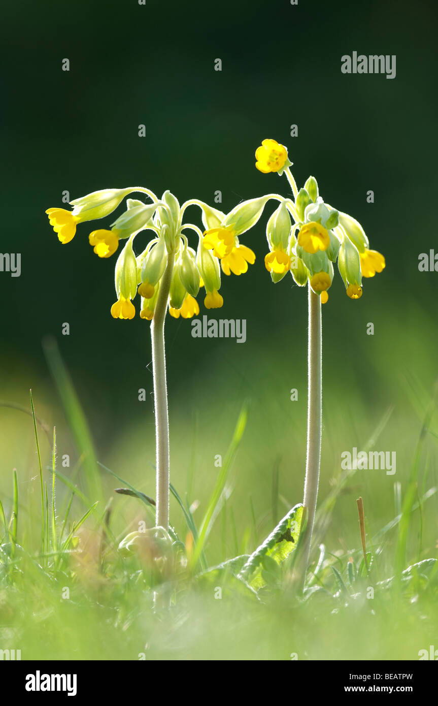 Cowslip hi-res stock photography and images - Alamy
