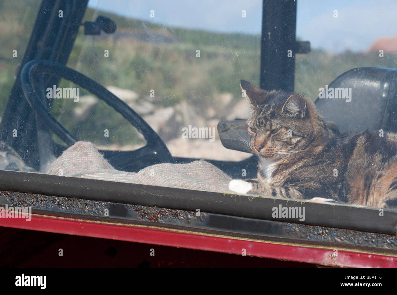 Cabin cat hi-res stock photography and images - Alamy