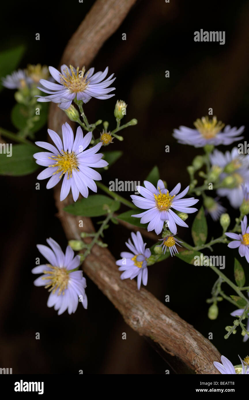 Stiff or Stiff-Leaf Aster wildflowers Stock Photo - Alamy