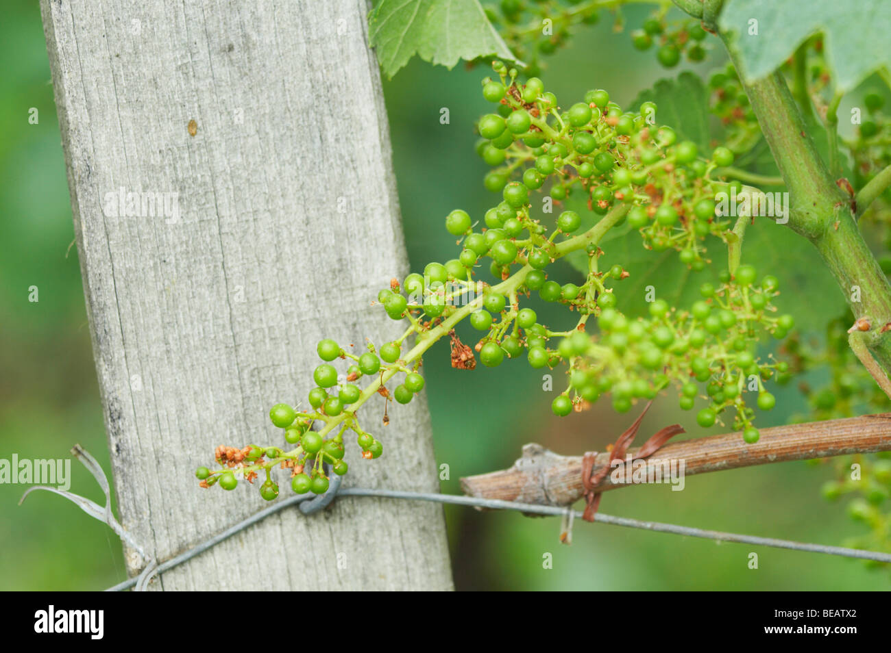 Early flowering stage hi-res stock photography and images - Alamy