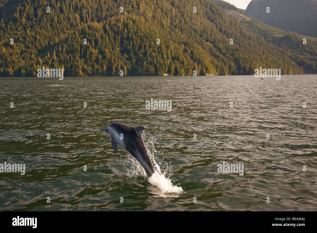 White sided dolphin leaping from the water in the Pacific Northwest ...