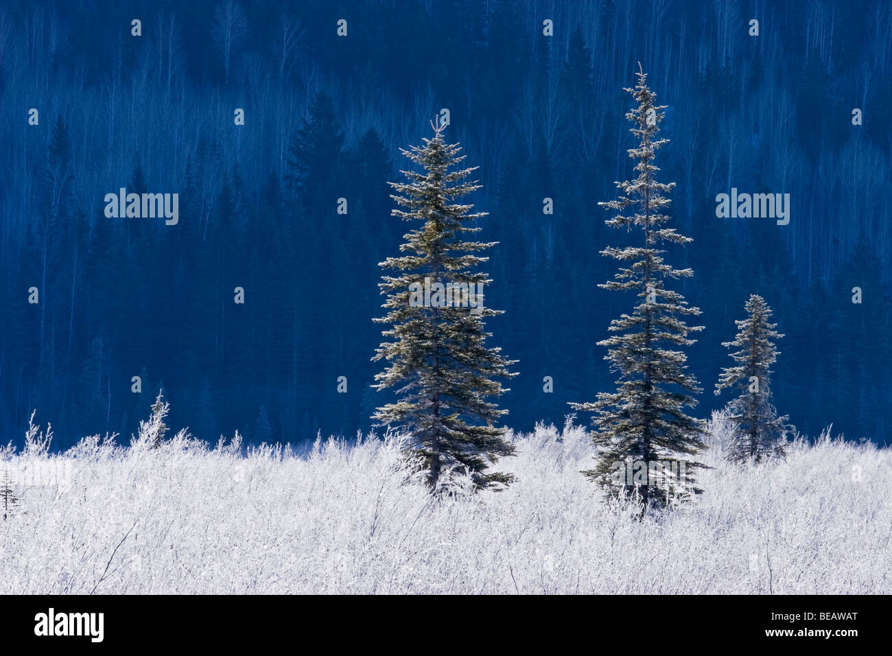 Blaeberry valley hi-res stock photography and images - Alamy