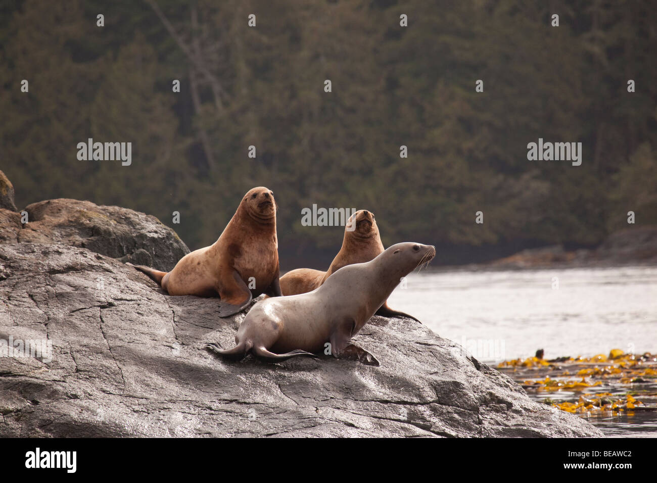 Pacific northwest stellar sea lion hi-res stock photography and images ...
