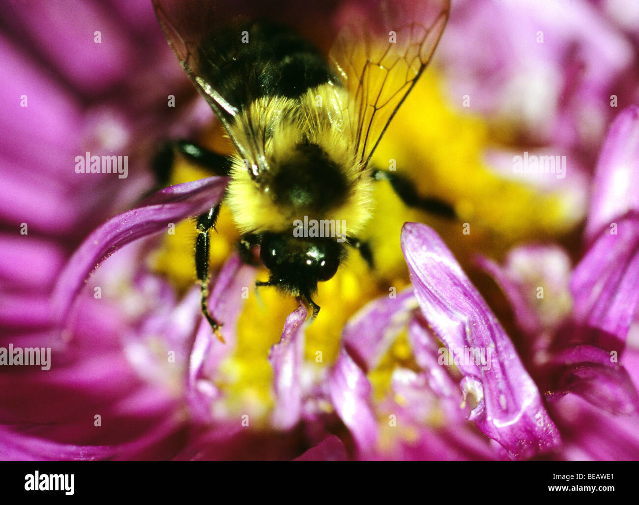 Taste of flower garden fly flying feeding on aster Stock Photo - Alamy