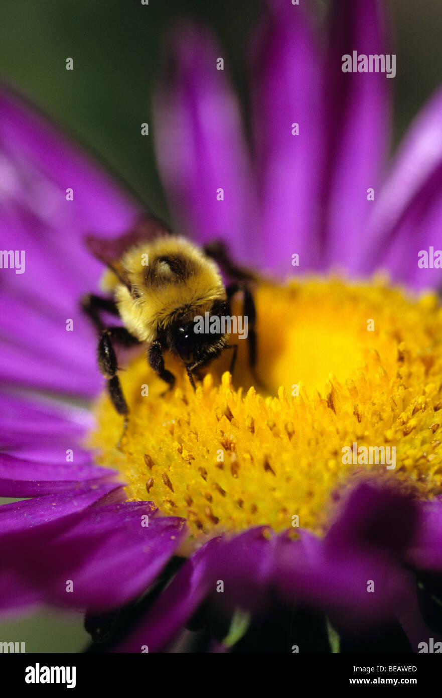 Bee and aster garden feeding Stock Photo - Alamy