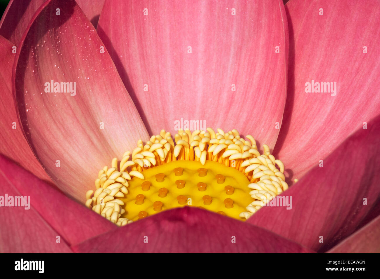 A deep pink lotus blossom Stock Photo - Alamy