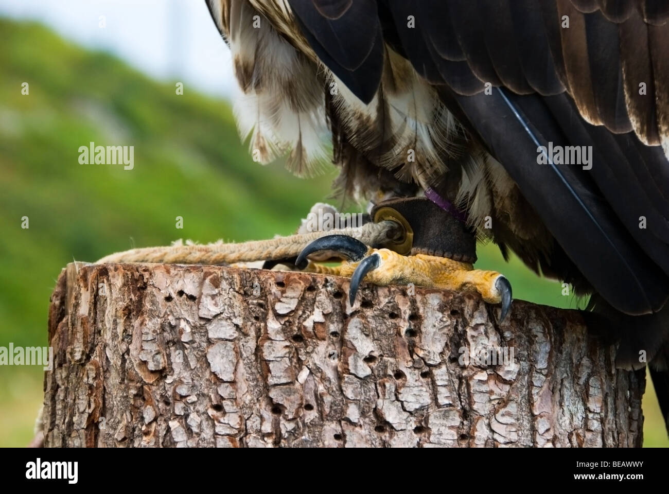 Bird claw close up hi-res stock photography and images - Alamy