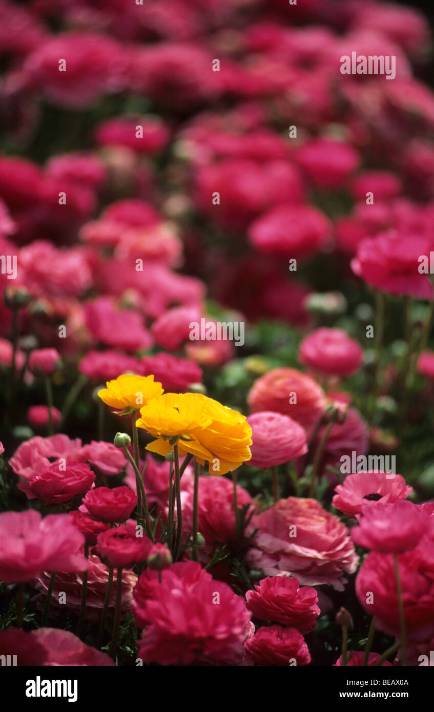 Yellow and Pink Ranunculus Flowers, Calsbad, California Stock Photo - Alamy