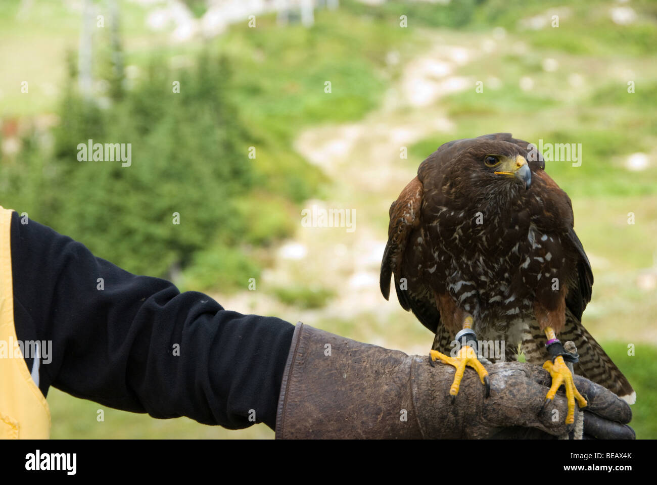 Wildlife rehabilitated bird hi-res stock photography and images - Alamy