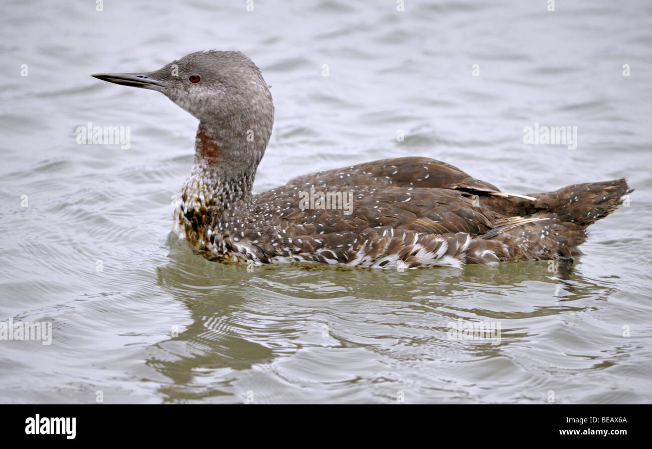 Pointy beak bird hi-res stock photography and images - Alamy