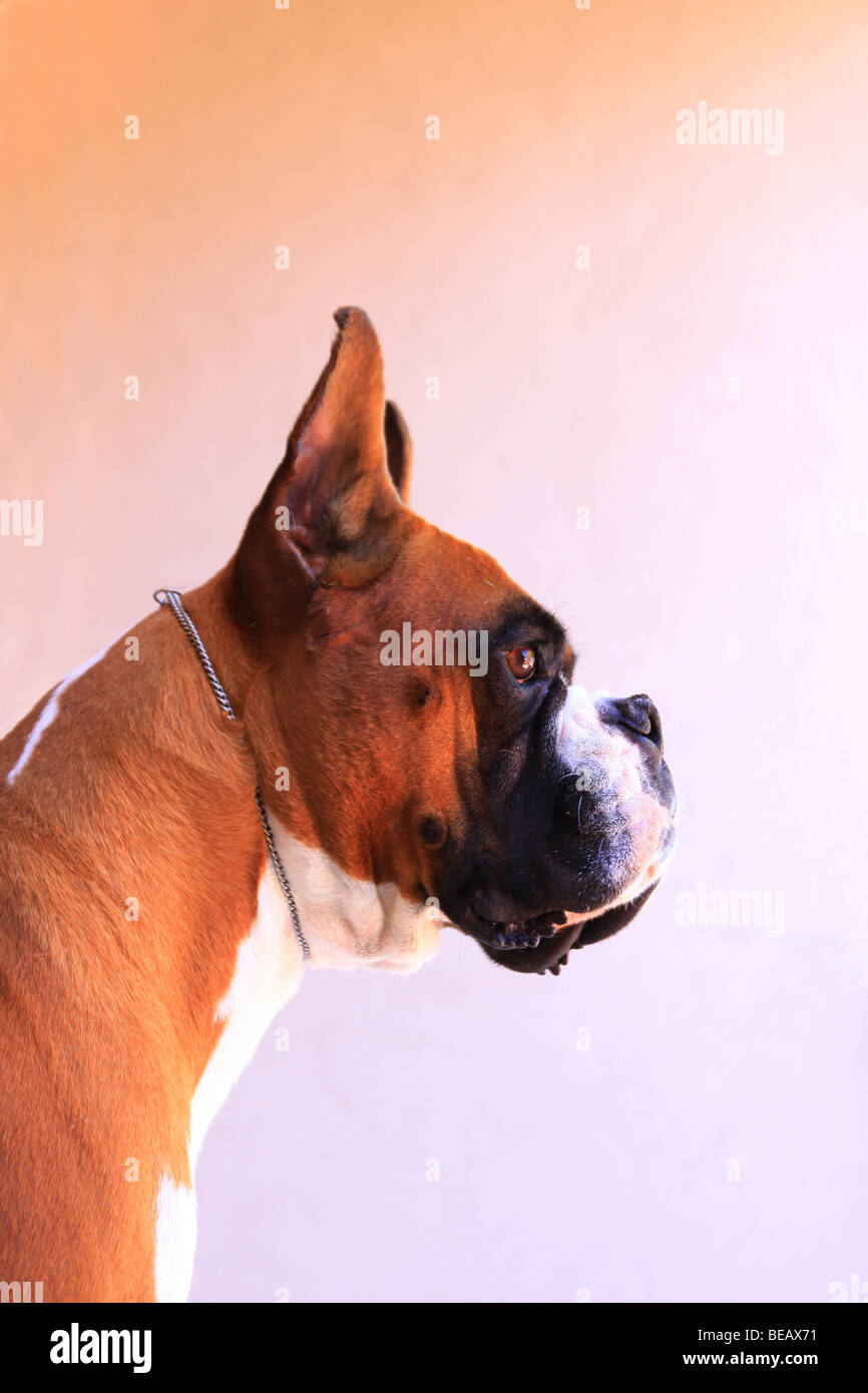 Boxer dog cropped ears hi-res stock photography and images - Alamy