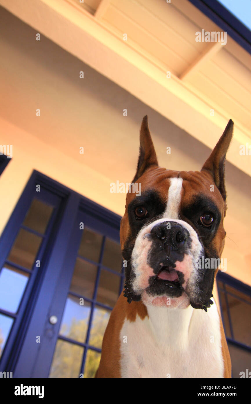 Boxer dog cropped ears hi-res stock photography and images - Alamy