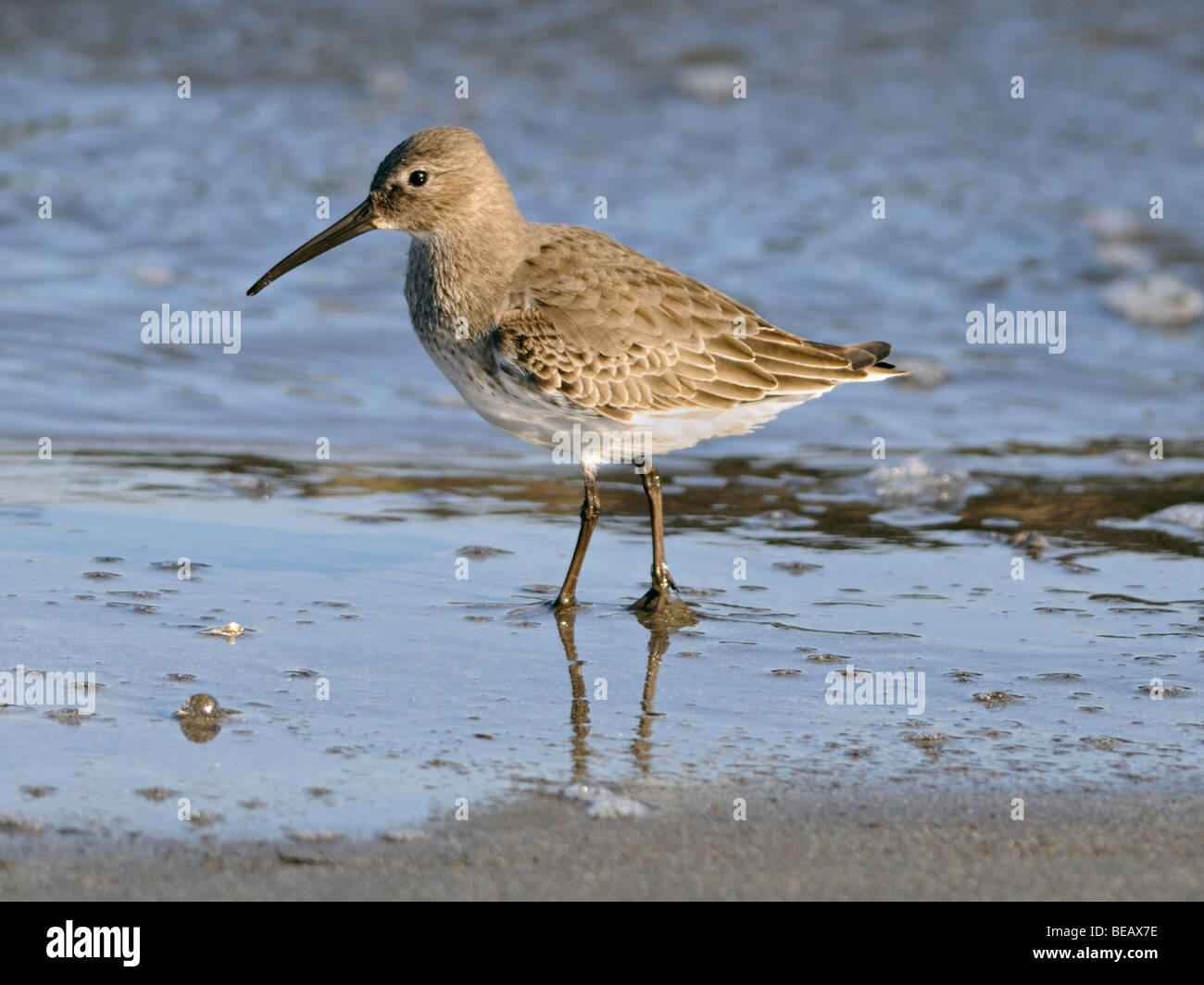 A Dunlin (Calidris alpina) in non-breeding plumage walks along the ...