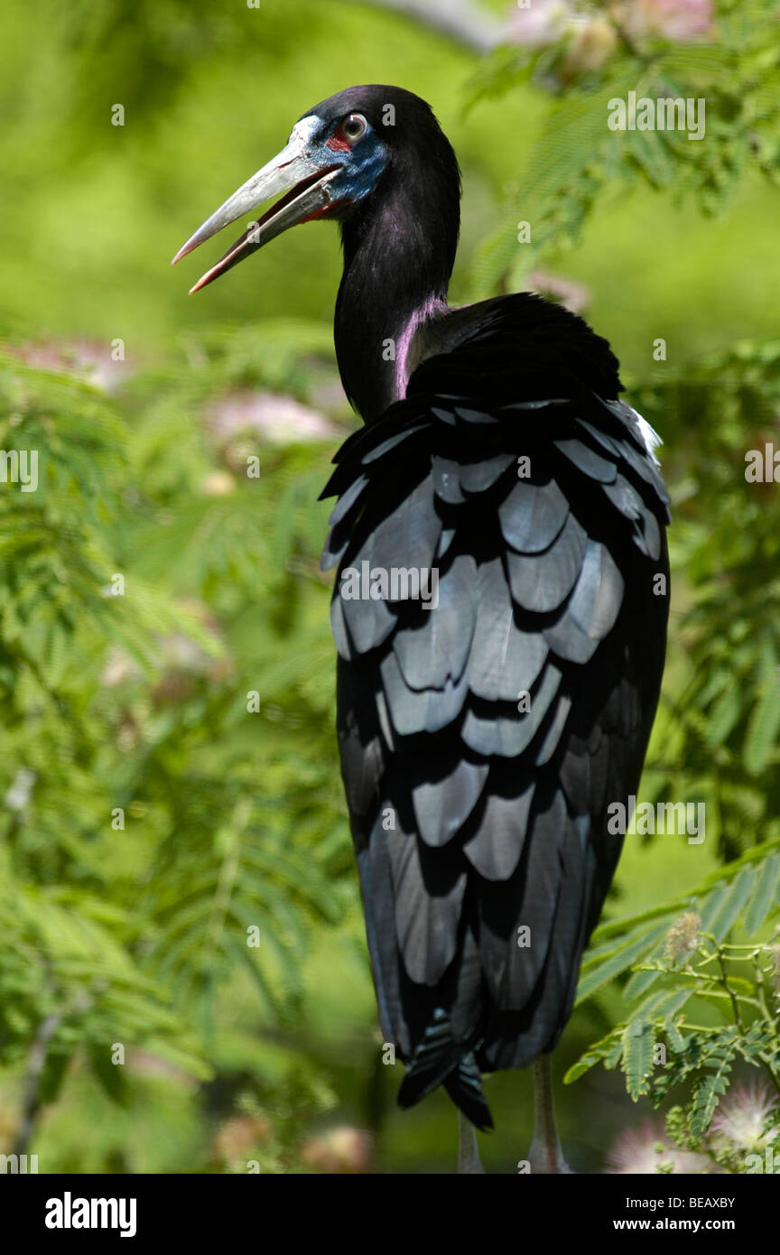 Abdim's Stork- a captive specimen at a zoo in Arizona, USA Stock Photo ...