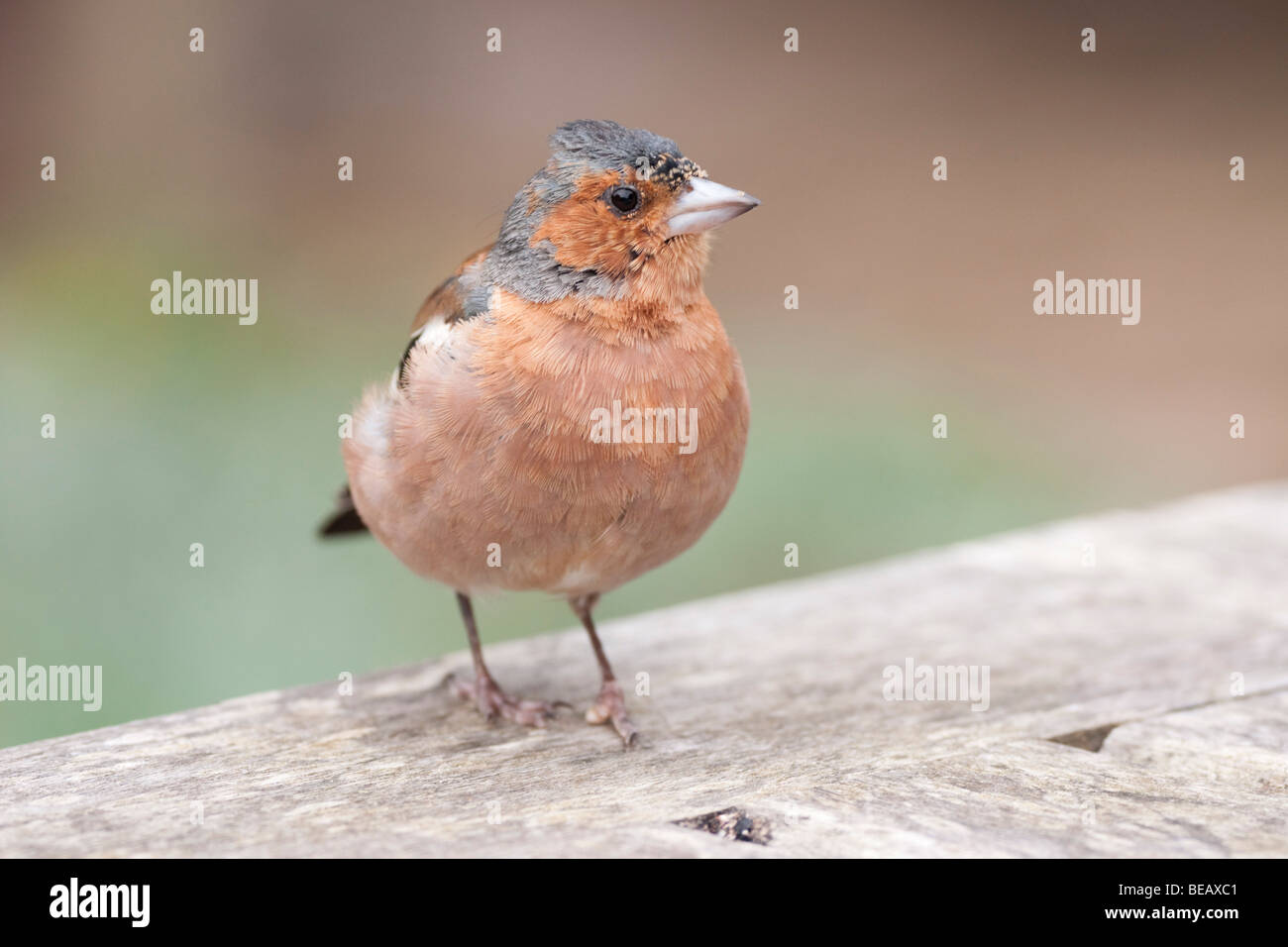 Red chaffinch hi-res stock photography and images - Alamy