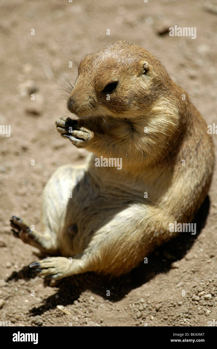 A gopher sits on his butt and nibbles his lunch Stock Photo - Alamy