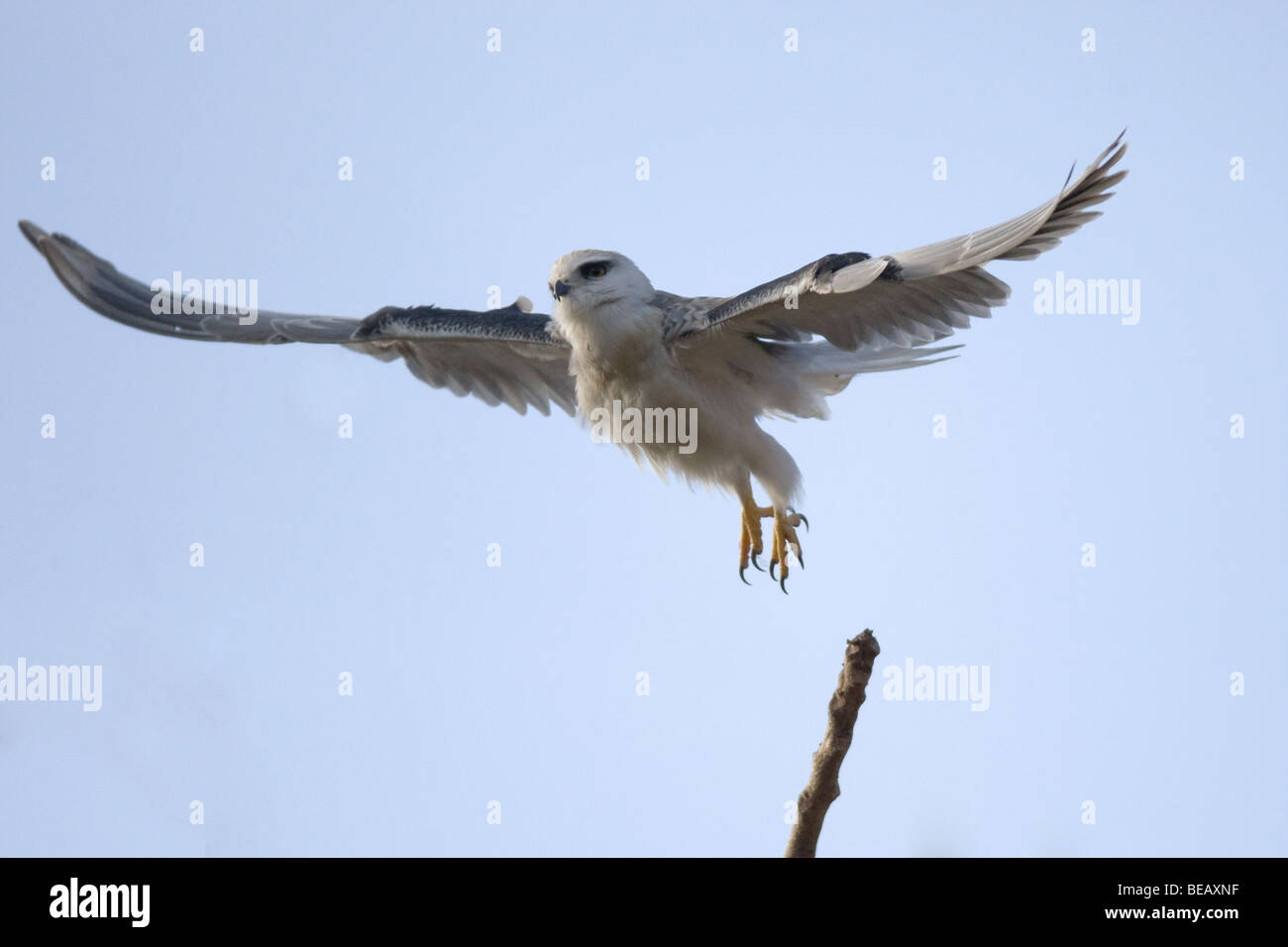 Black shouldered Kite in flight Stock Photo - Alamy