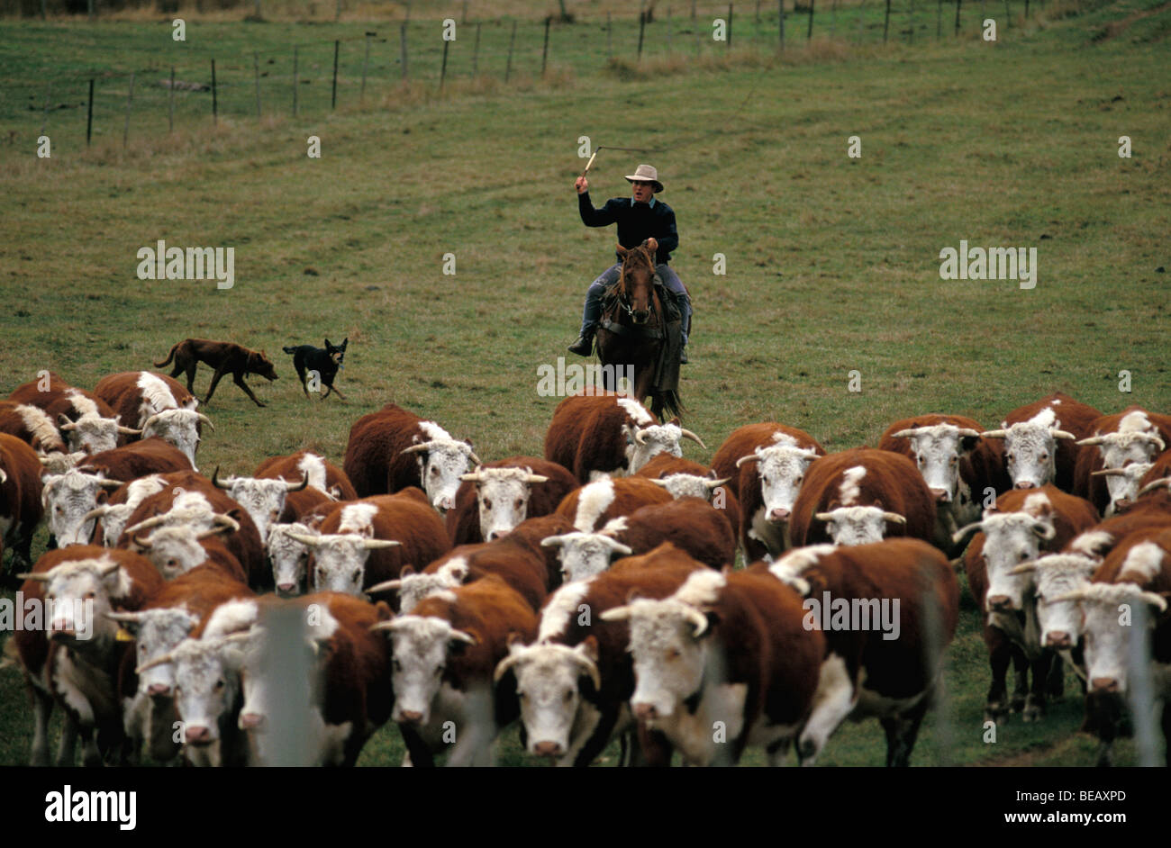 Action animal horse whip hi-res stock photography and images - Alamy