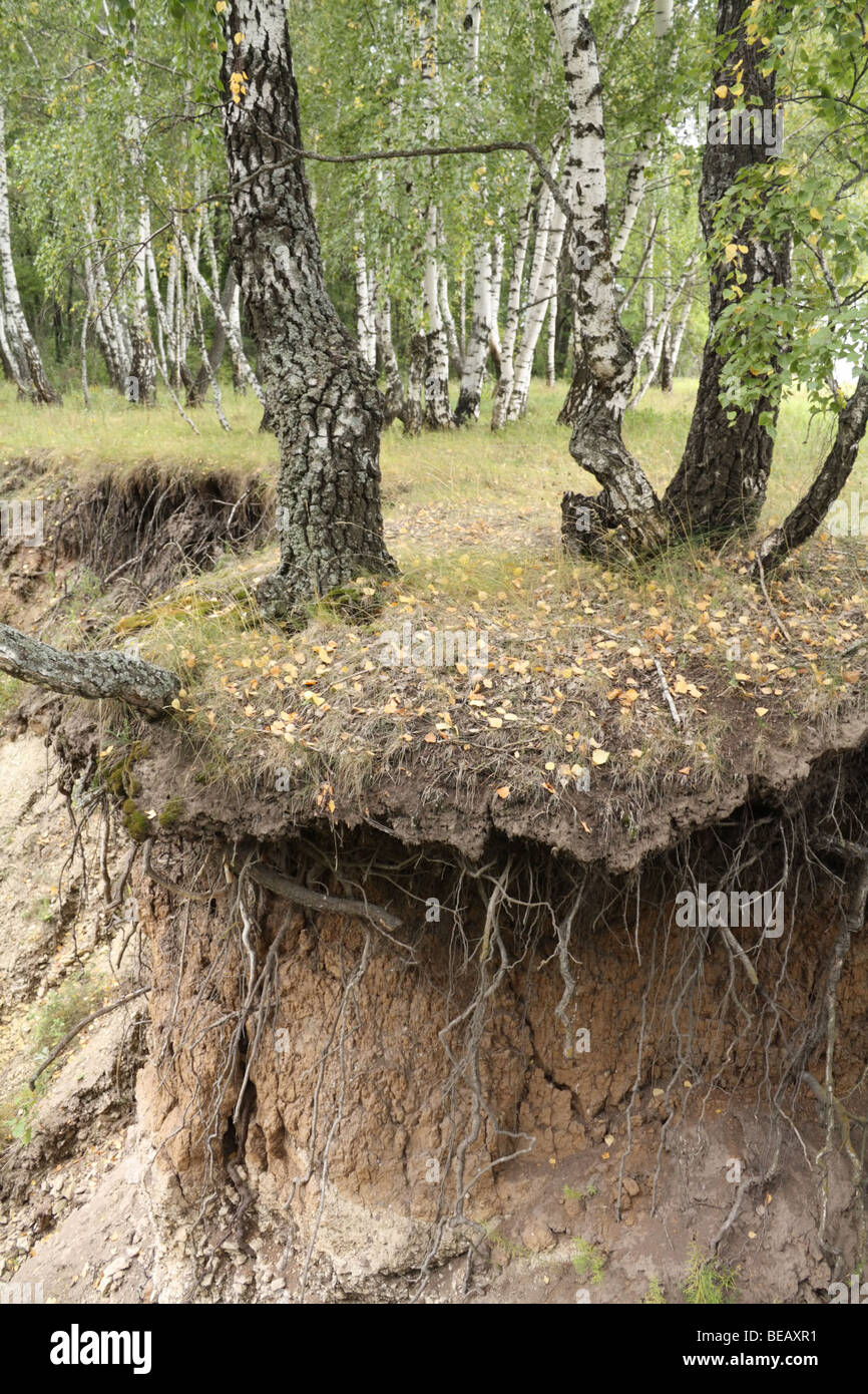 Birch tree root hi-res stock photography and images - Alamy