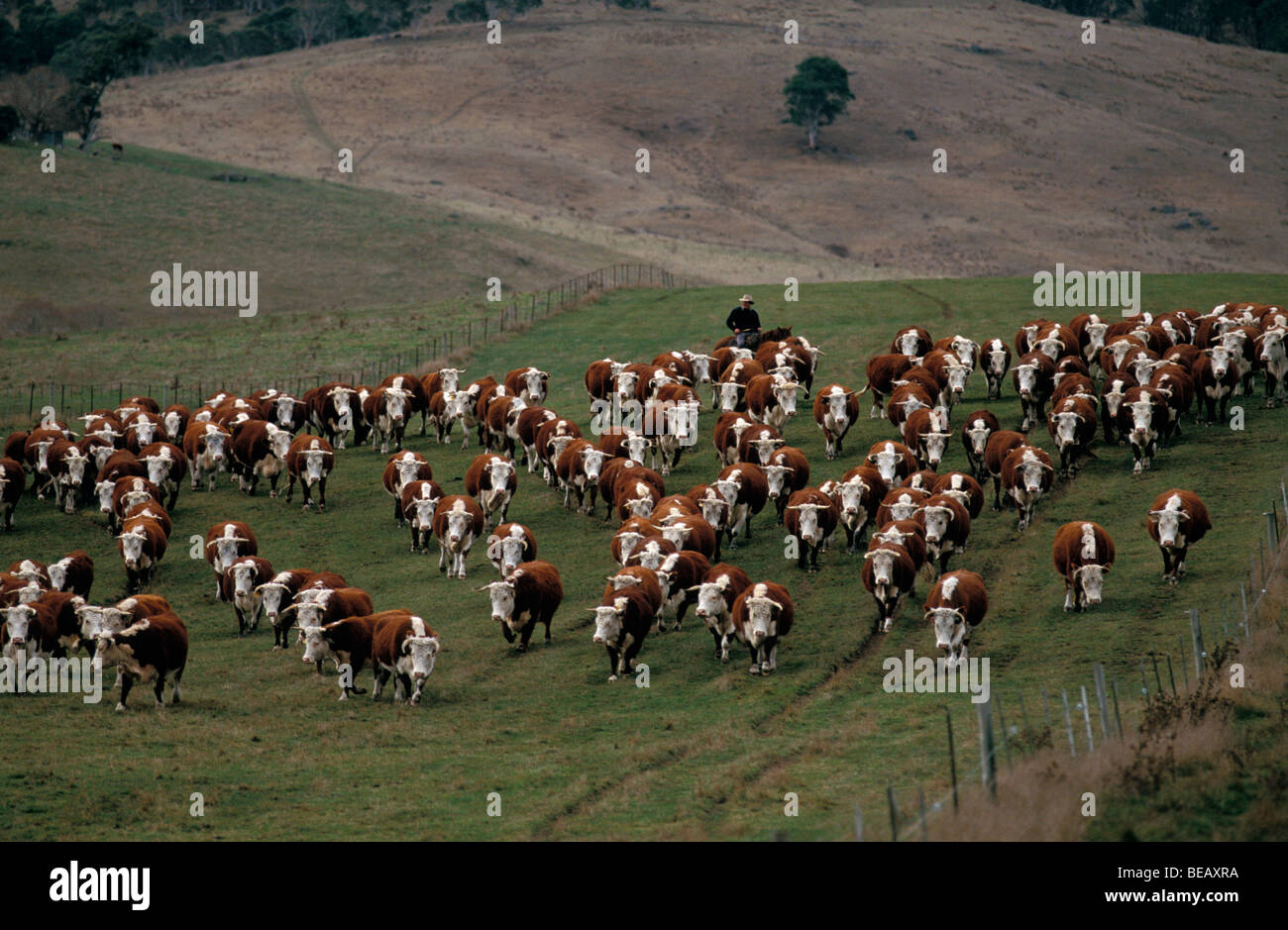 Droving Cattle Cobungra Station Omeo District Victoria Australia Stock ...