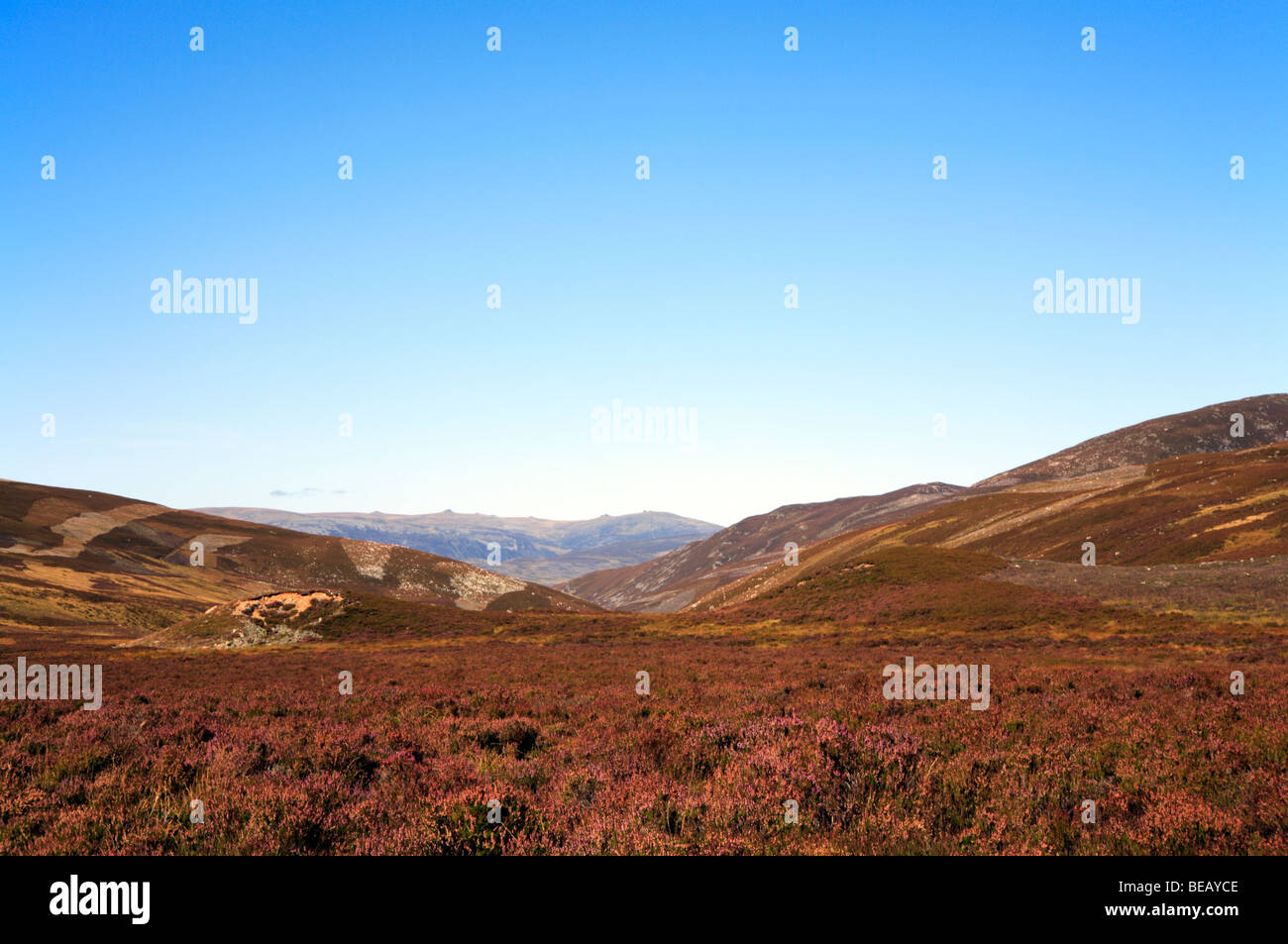 Heather moor and mountains in Glen Callater, near Braemar ...