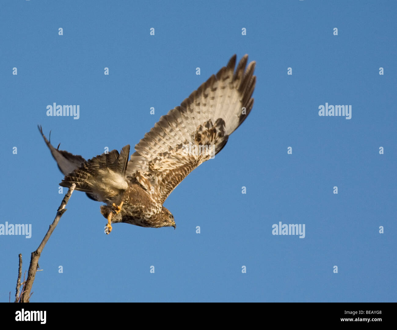 Bird of prey flying. Common buzzard spreading its wings Stock Photo - Alamy