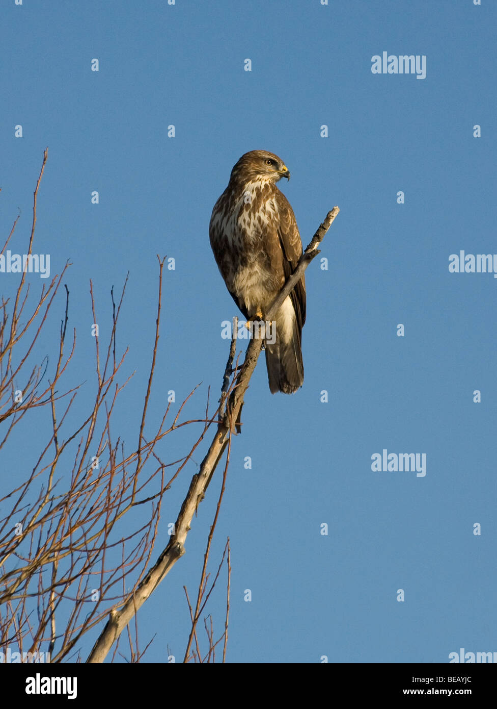 Bird of prey on a tree branch. Common buzzard Stock Photo - Alamy