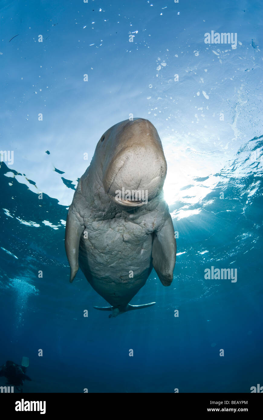 Dugong or sea cow, Dugong Dugon, Abu Dabbab, Marsa Alam, Egypt, Red Sea ...