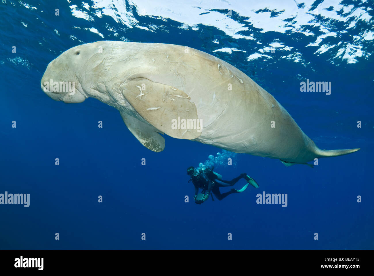 Dugong or sea cow, Dugong Dugon, Abu Dabbab, Marsa Alam, Egypt, Red Sea ...