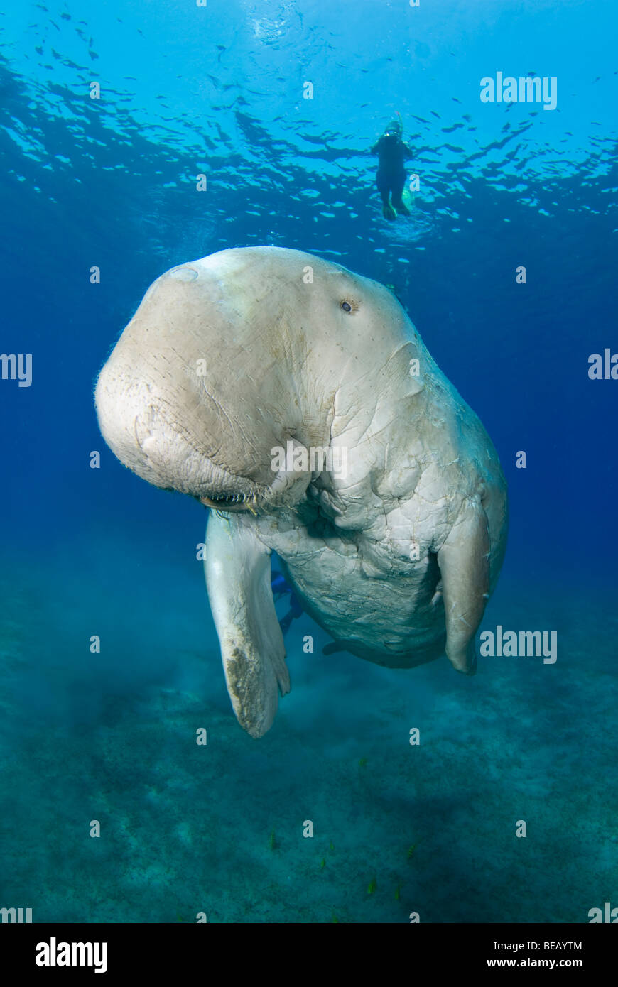 Dugong or sea cow, Dugong Dugon, Abu Dabbab, Marsa Alam, Egypt, Red Sea ...