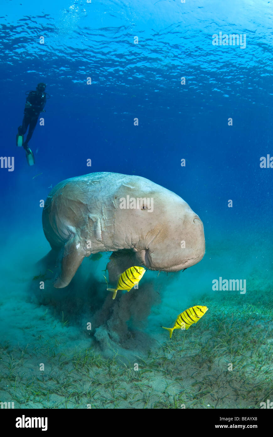 Dugong or sea cow, Dugong Dugon, Abu Dabbab, Marsa Alam, Egypt, Red Sea ...