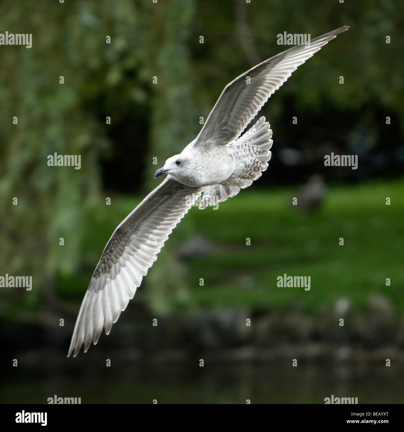 Juvenile Seagull, Aberdare, Wales, UK Stock Photo - Alamy