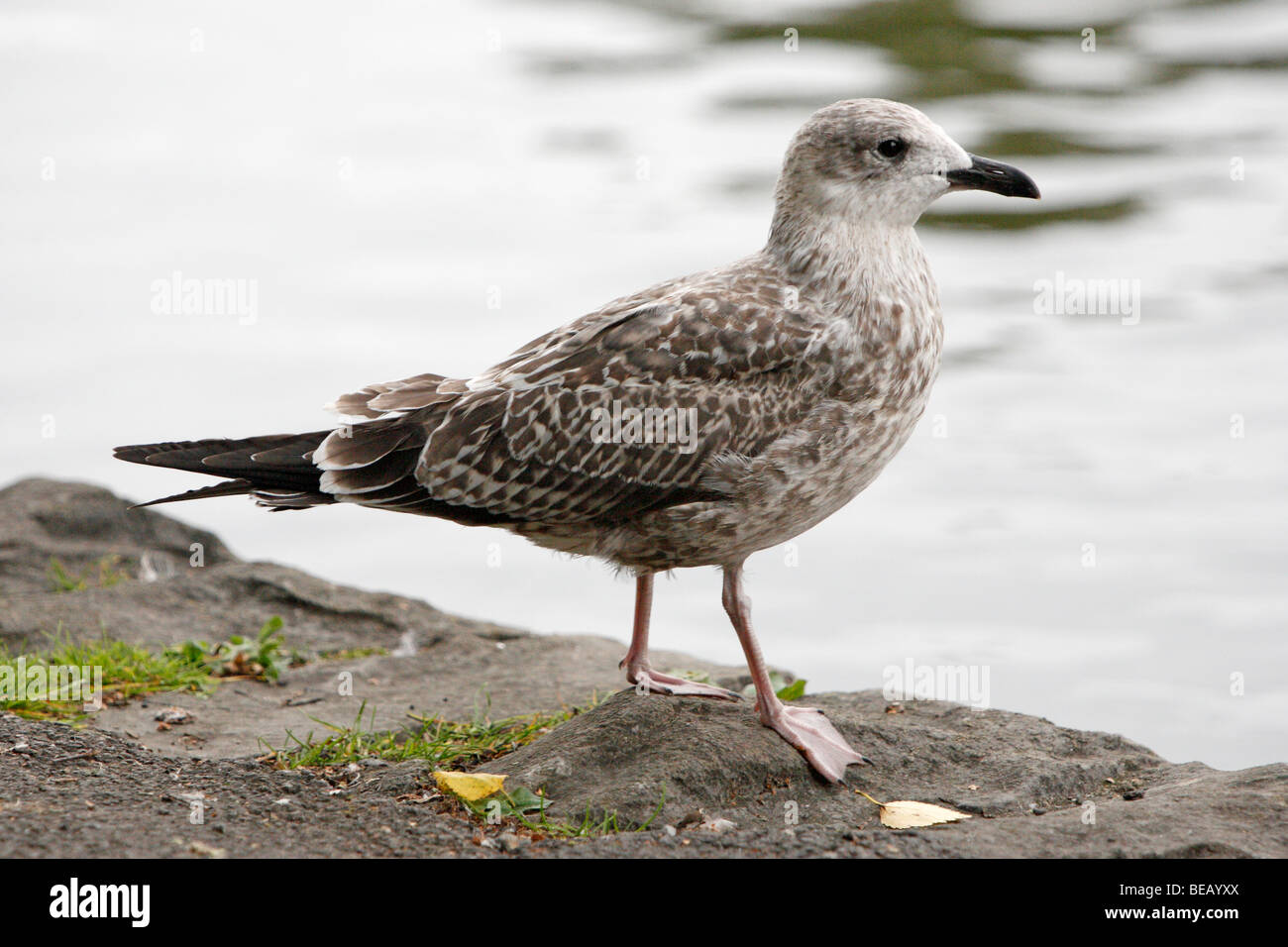 Seagull pond hi-res stock photography and images - Alamy