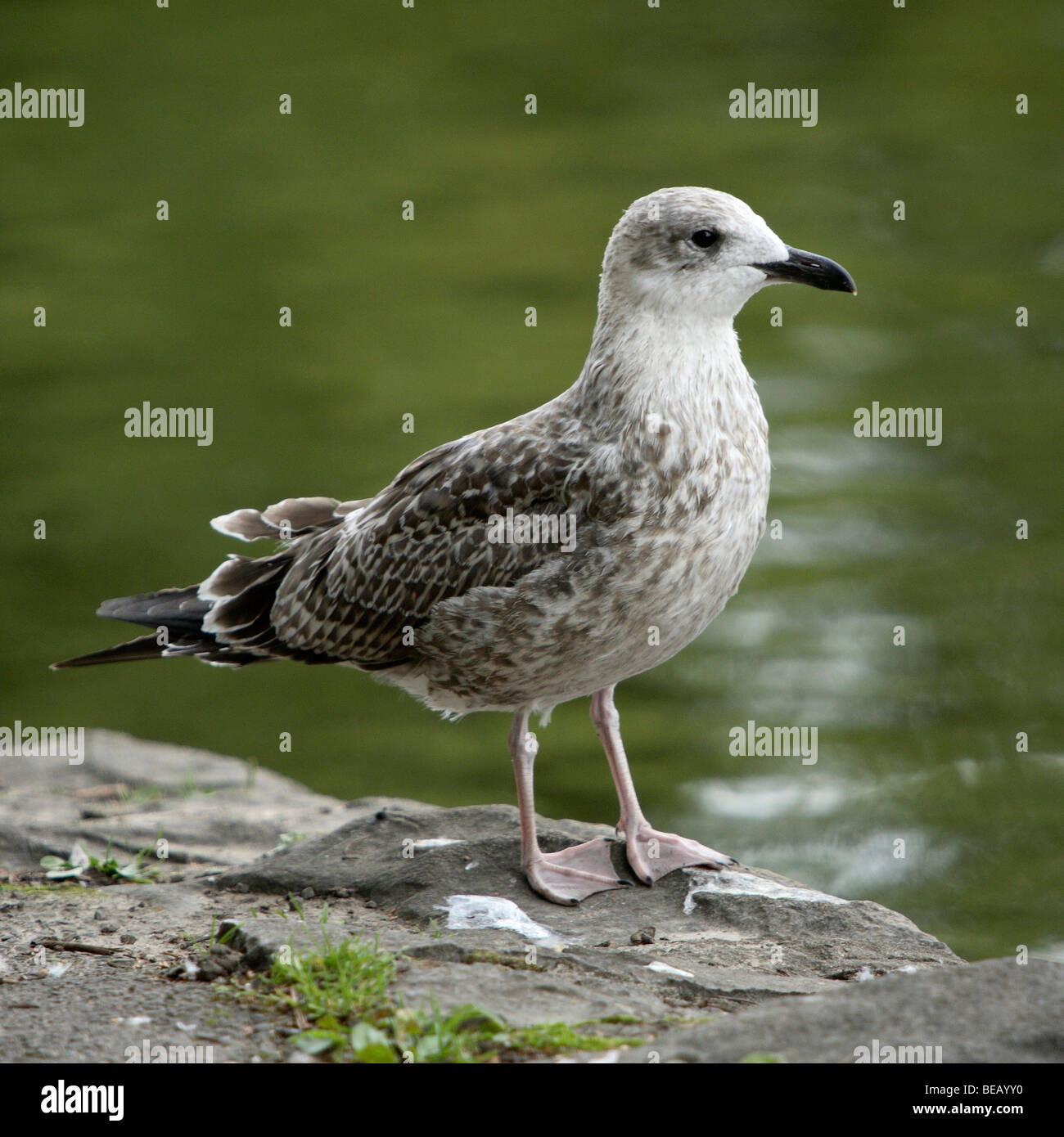 Juvenile seagull hi-res stock photography and images - Alamy