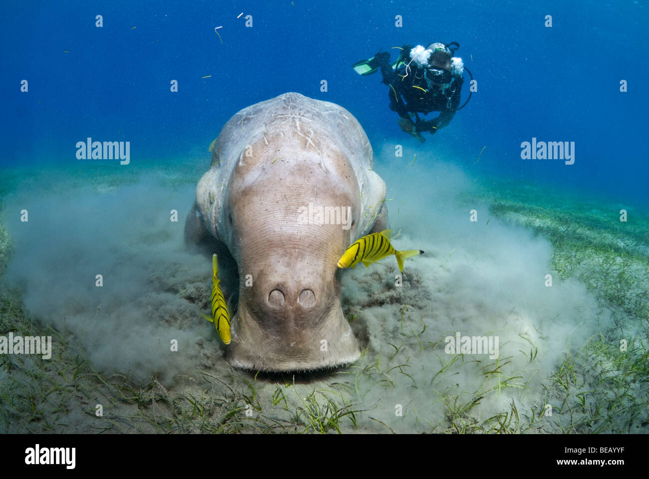 Dugong or sea cow, Dugong Dugon, Abu Dabbab, Marsa Alam, Egypt, Red Sea ...