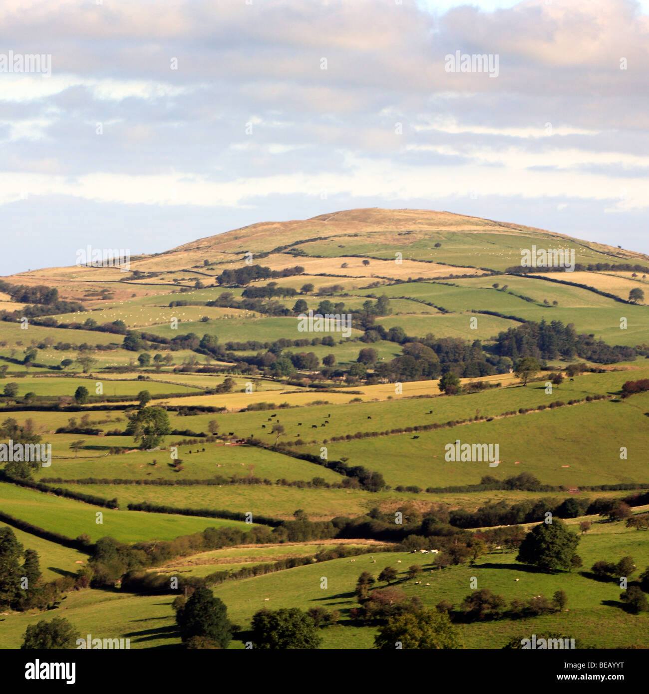 Welsh field farming hi-res stock photography and images - Alamy