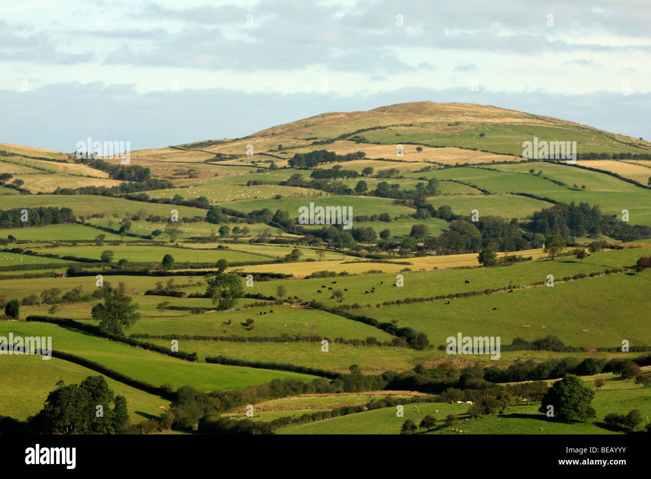 Welsh field farming hi-res stock photography and images - Alamy